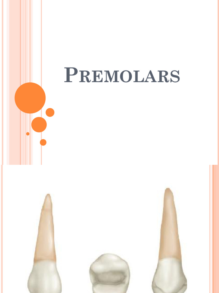 7 Upper 1st Premolar | PDF | Dental Anatomy | Tooth