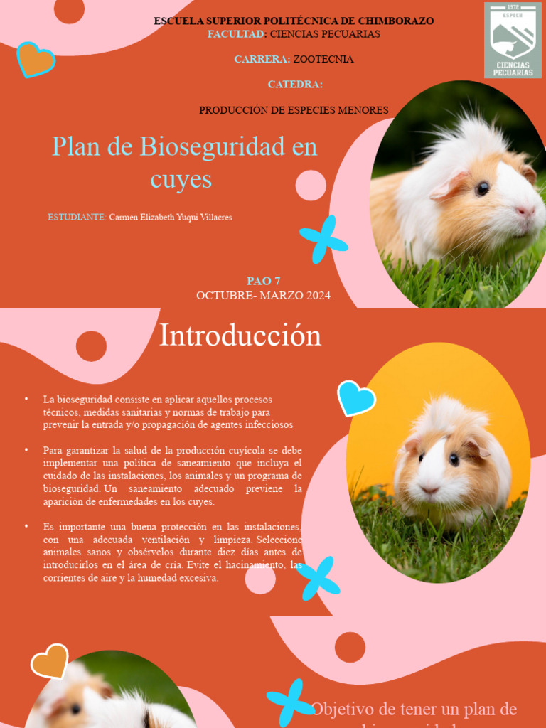 bioseguridad en cuyes | PDF | Agua | Alimentos