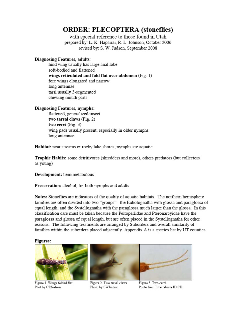 05 Plecoptera Revised 2008 PDF | PDF | Aquatic Animals | Insect Orders