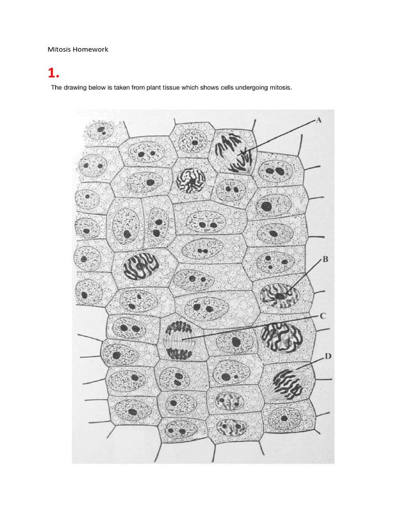 Mitosis Homework | PDF