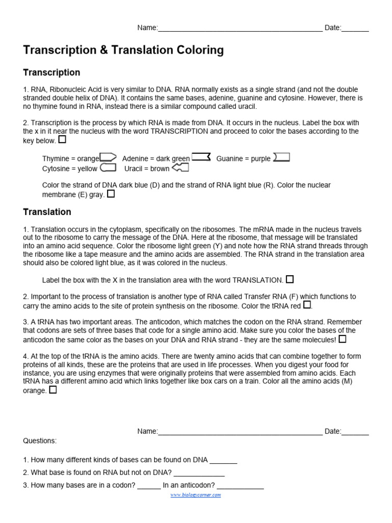 Transcription & Translation Coloring | Download Free PDF | Rna ...