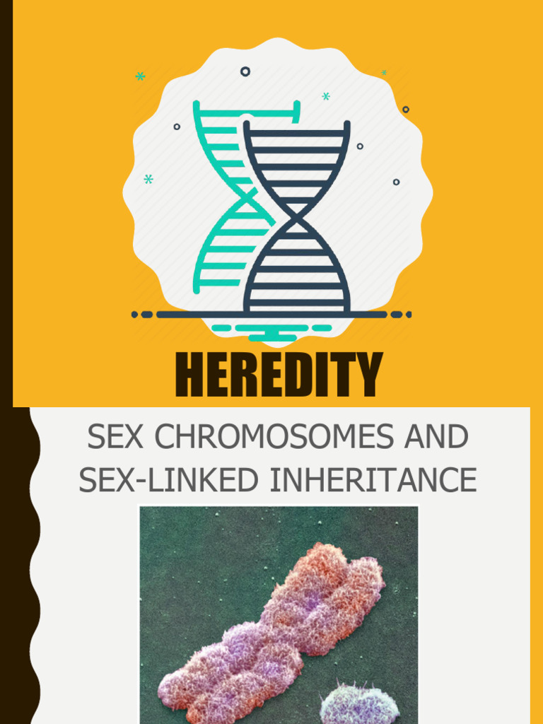 2 Sex Linked Inheritance Pdf Genetics Mutation