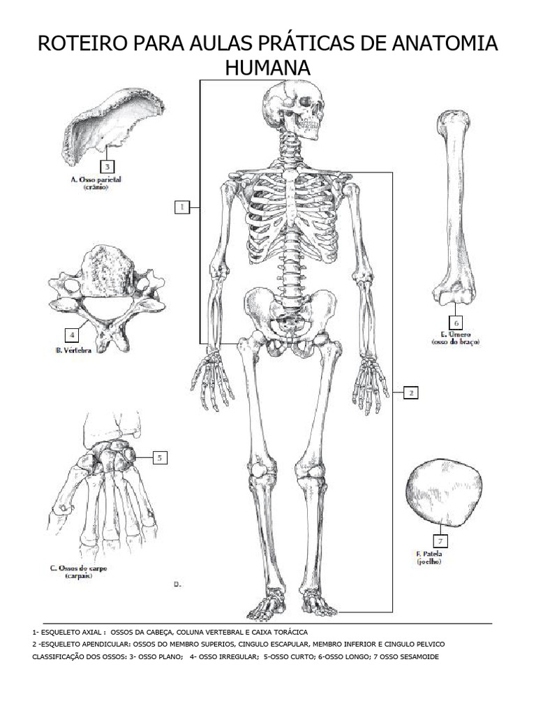 ROTEIRO PARA AULAS PRÁTICAS DE ANATOMIA HUMANA | PDF