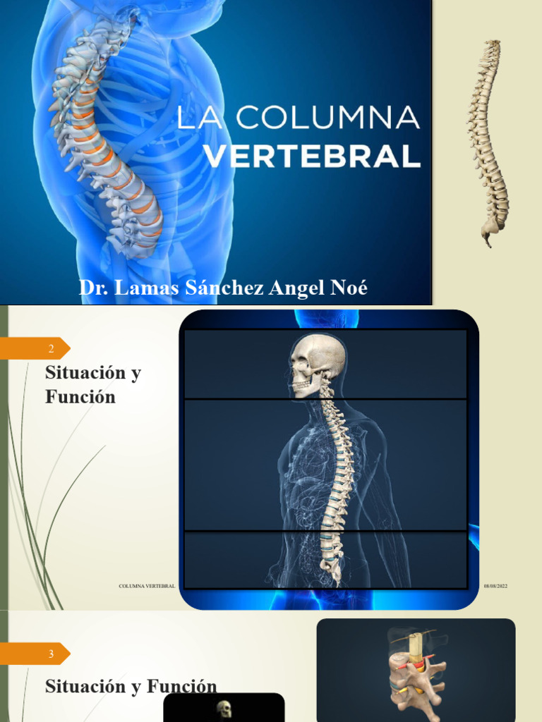 Anatomía y Función de la Columna Vertebral | PDF | Vértebra | La ...