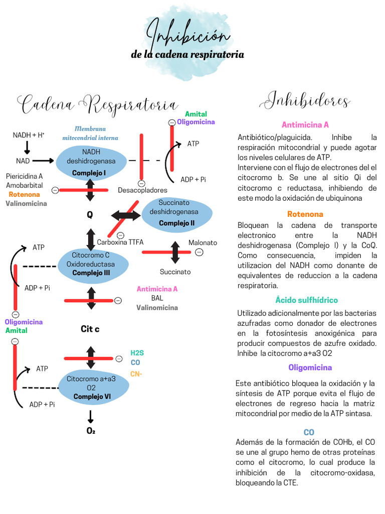 Inhibición | PDF | Cadena de transporte de electrones | Trifosfato de adenosina