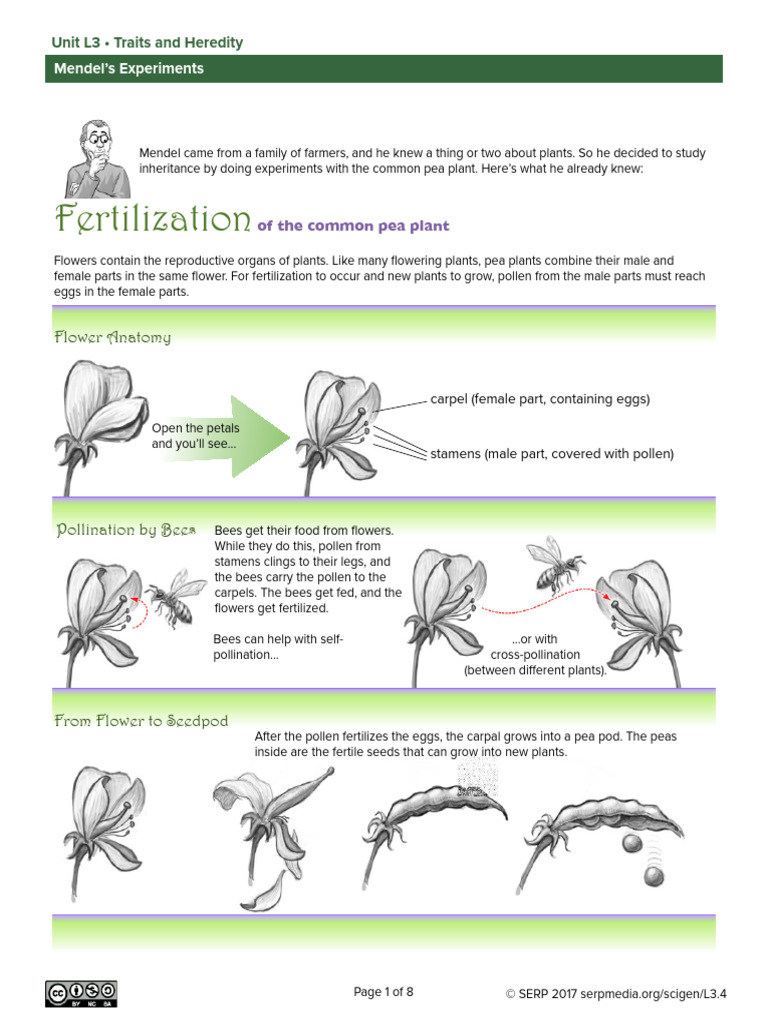 l3.4 Mendel Experiments | PDF | Heredity | Dominance (Genetics)