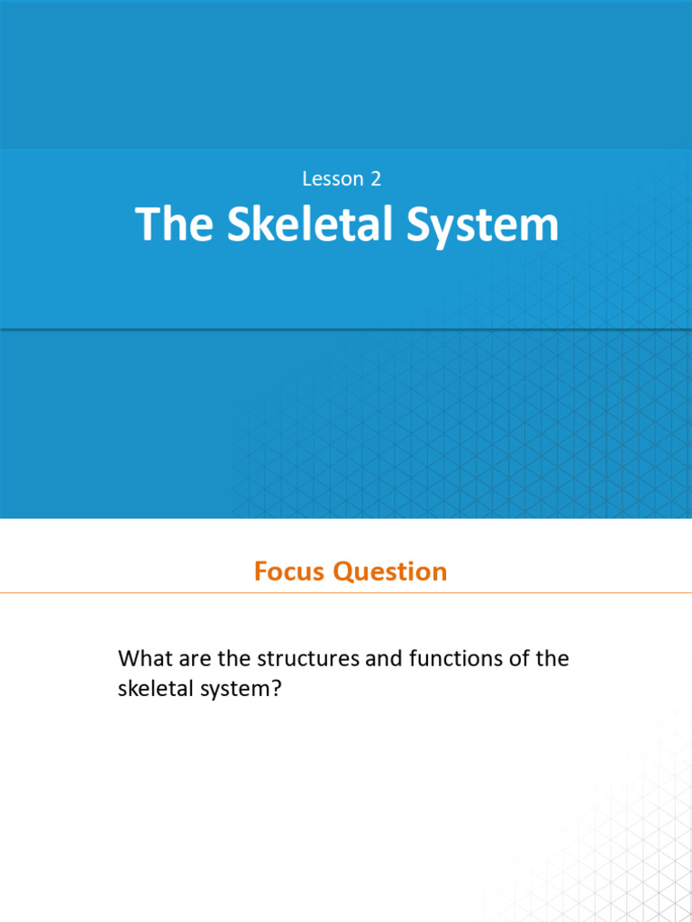 BIO - Lesson - 2 - The - Skeletal - System - Part 2 | PDF | Bone | Skeleton