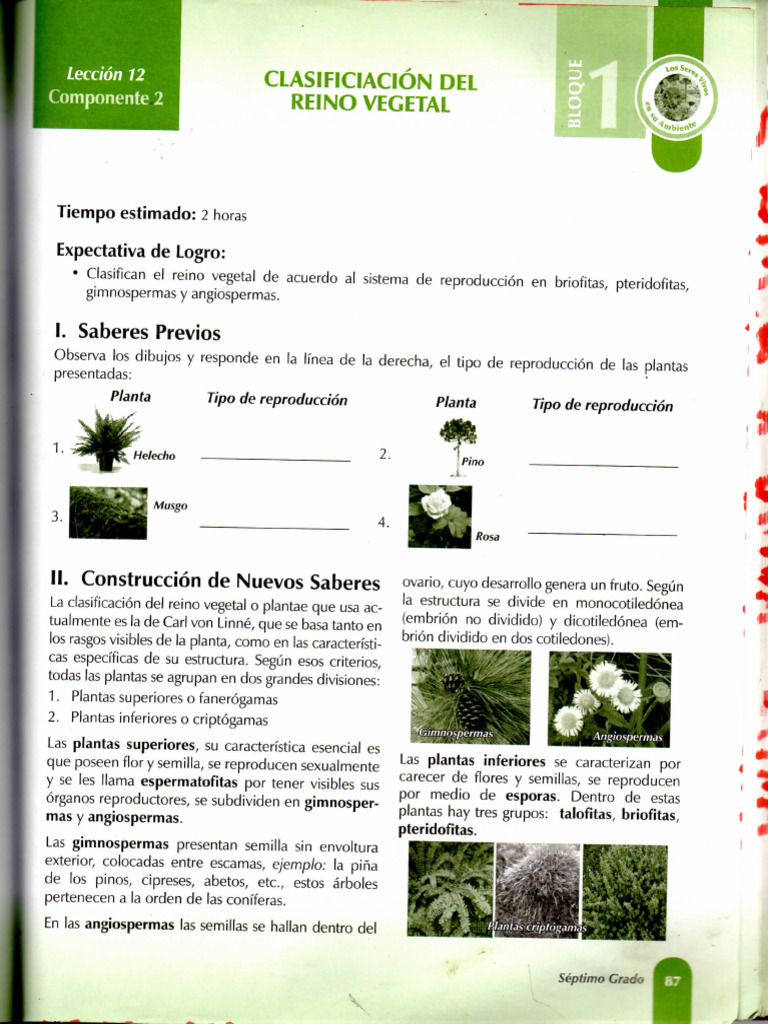 Leccion 12 Clasificacion Del Reino Vegetal | PDF | Plantas | Semilla