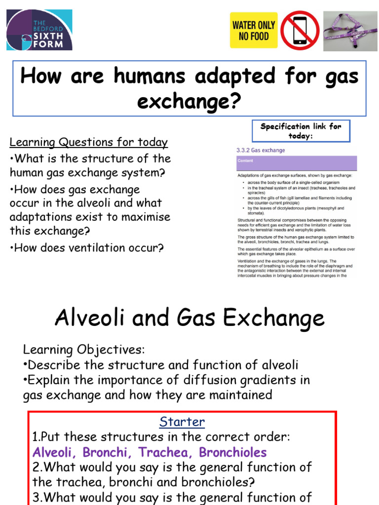 Alveolar Gas Exchange | PDF | Lung | Diffusion