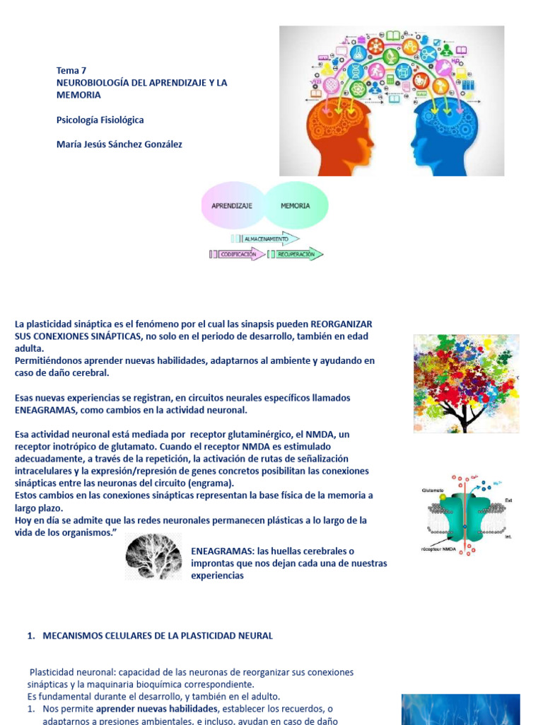 1 Tema 7 Neurobiología Del Aprendizaje Y Memoria Pdf Sinapsis La