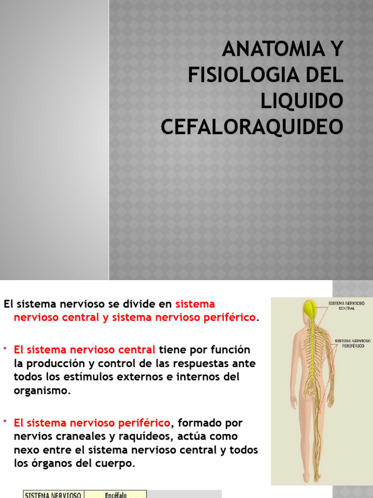 Liquido Cefaloraquideo | PDF | Fluido cerebroespinal | Sistema nervioso ...