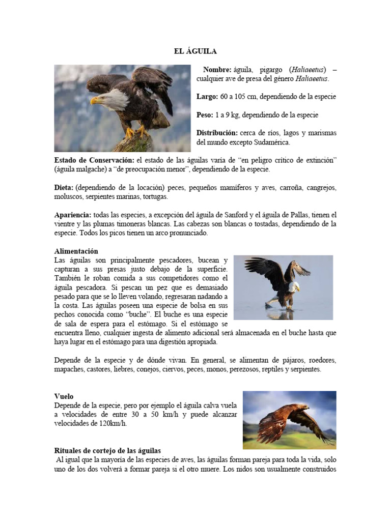 El Águila | PDF | Águila calva | Aves