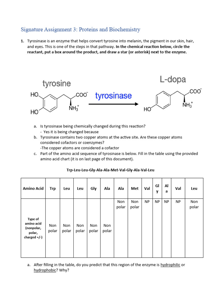 Signature Assignment 3 Enzymes 1 1 | PDF | Amino Acid | Enzyme