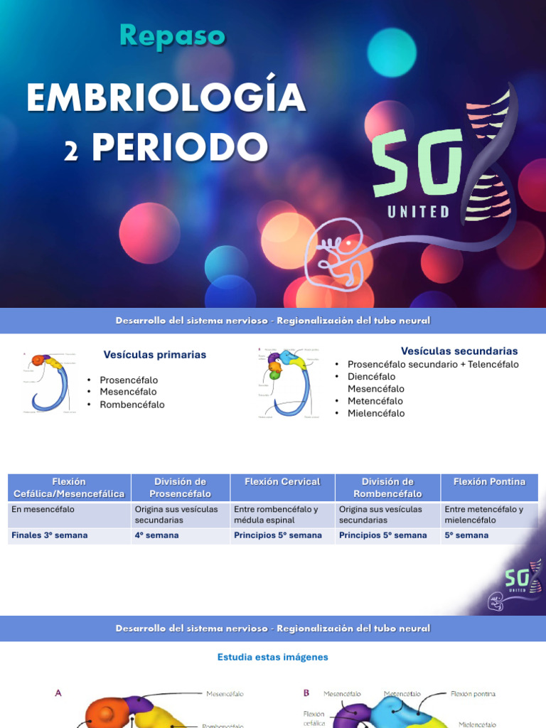 Repaso Embrio 2 | PDF | Sistema nervioso central | Sistema nervioso