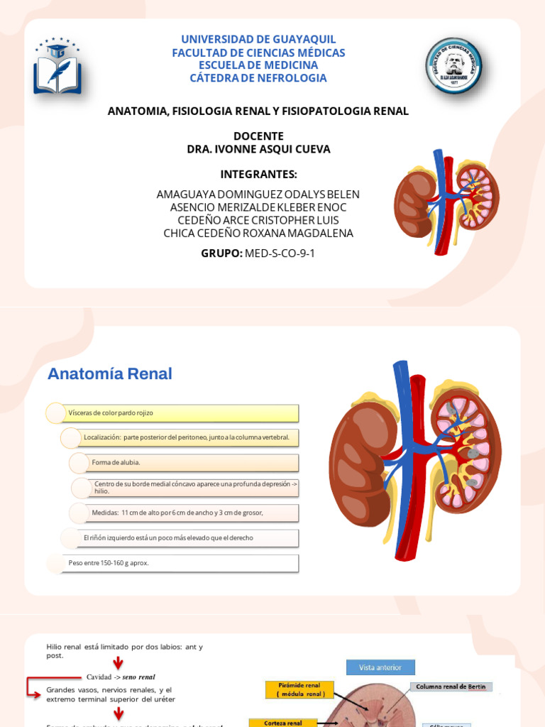 Anatomía y Fisiología Renal Detallada | PDF | Riñón | Especialidades ...