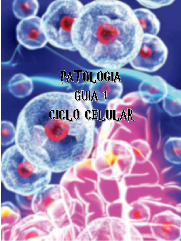 Ciclo Celular Guia 1 | PDF | Mitosis | Ciclo celular