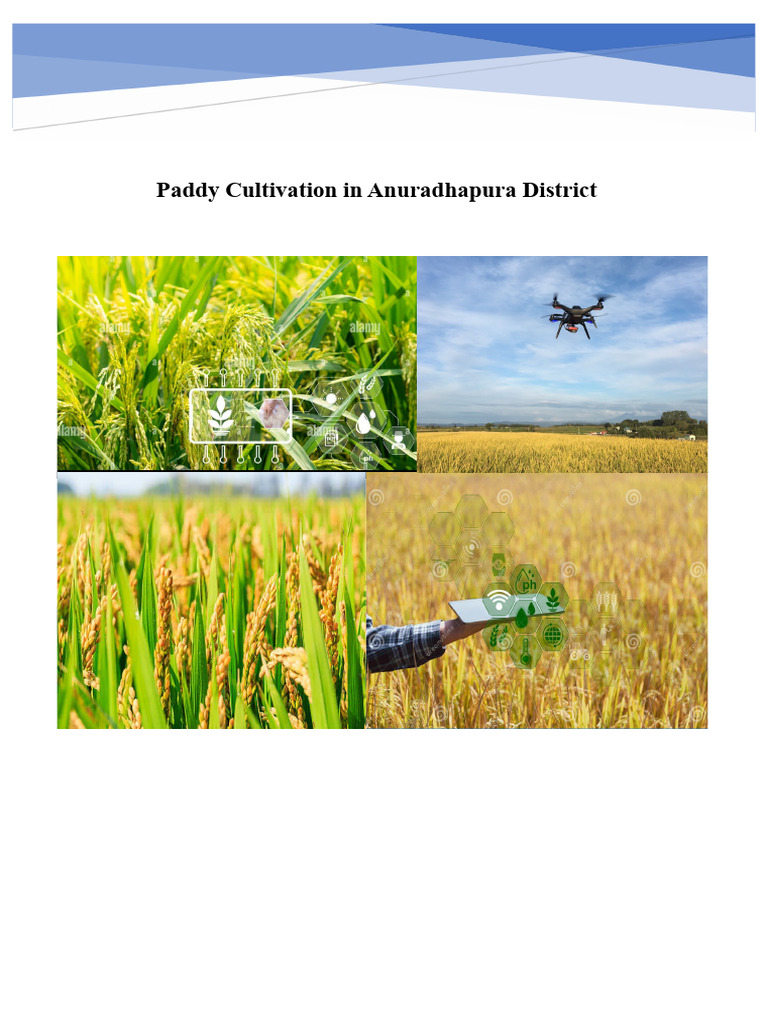 PADDY | PDF | Agriculture | Sustainable Agriculture