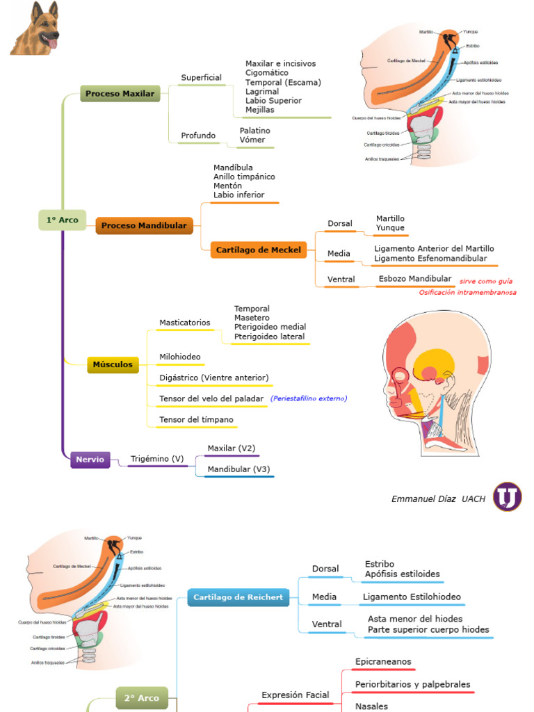 Aparato Faríngeo | PDF | Laringe | Cabeza y cuello humanos