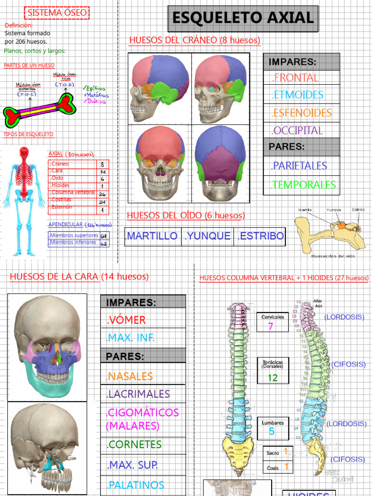 Sistema óseo Pdf Esqueleto Sistema Musculoesquelético