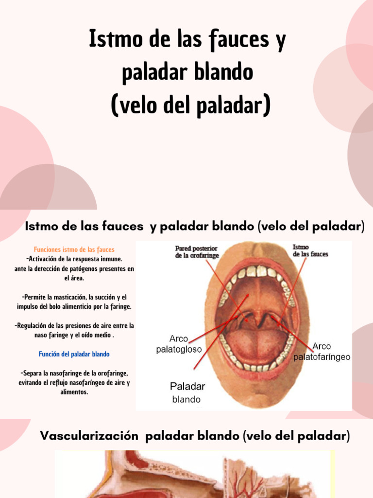 Itsmo de Las Fauces | PDF | Sistema musculoesquelético | Anatomía