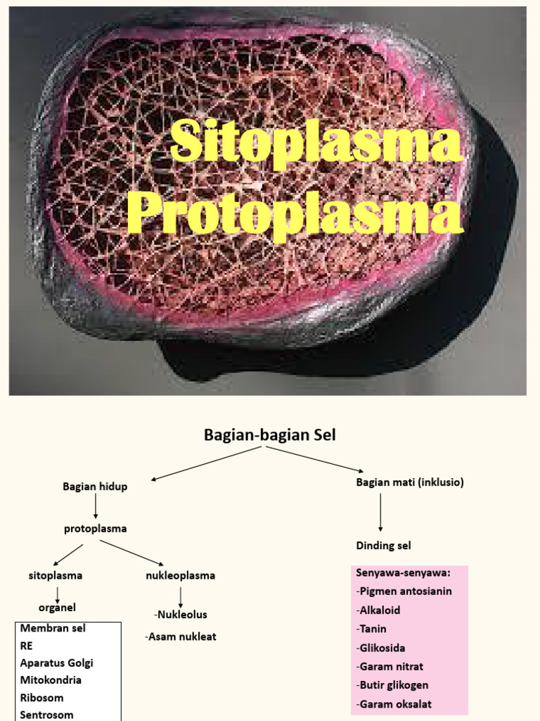 Sito Protoplasma | PDF