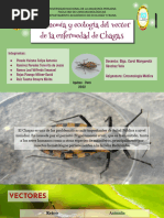 Triatominos: Vectores de Chagas en América | PDF | Biología