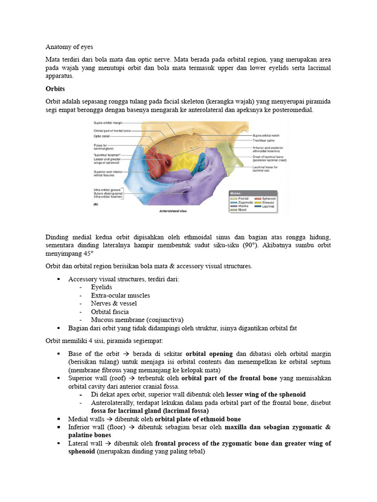 Anatomy of Eyes | PDF