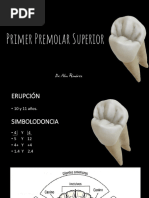 Segundo Molar Superior - Exposición | PDF