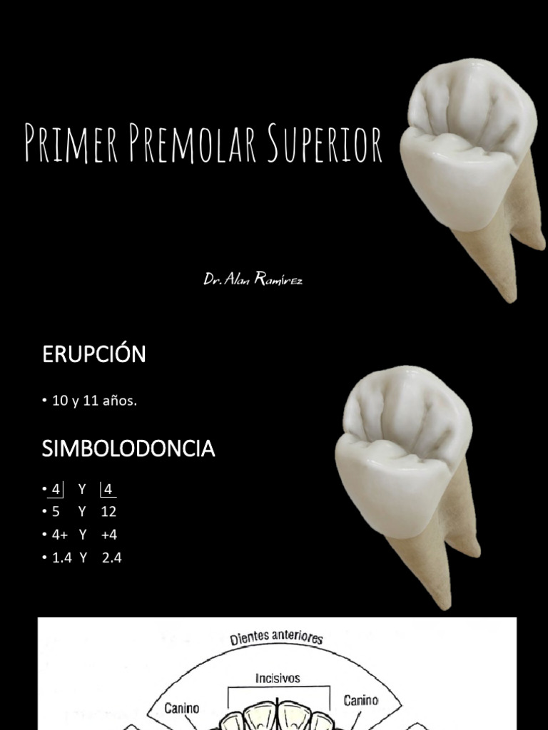 Anatomía Del Primer Premolar Maxilar Estructura De La Dentadura