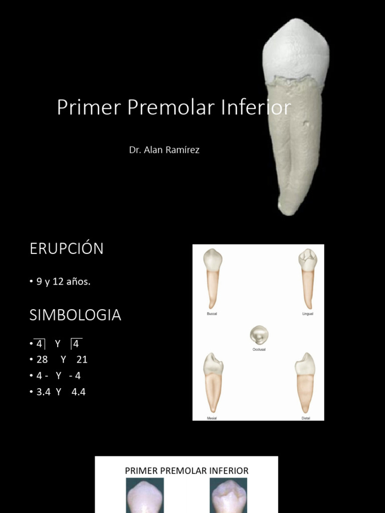 Primer Premolar Inferior | Descargar gratis PDF | Ramas de Odontología ...