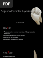 Primer Molar Inferior Temporal | PDF | Odontología | Ramas de Odontología