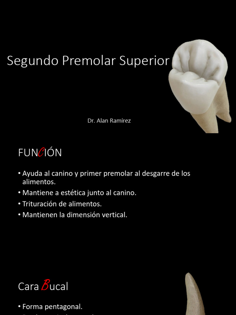 Segundo Premolar Superior | PDF | Anatomia dental | Boca