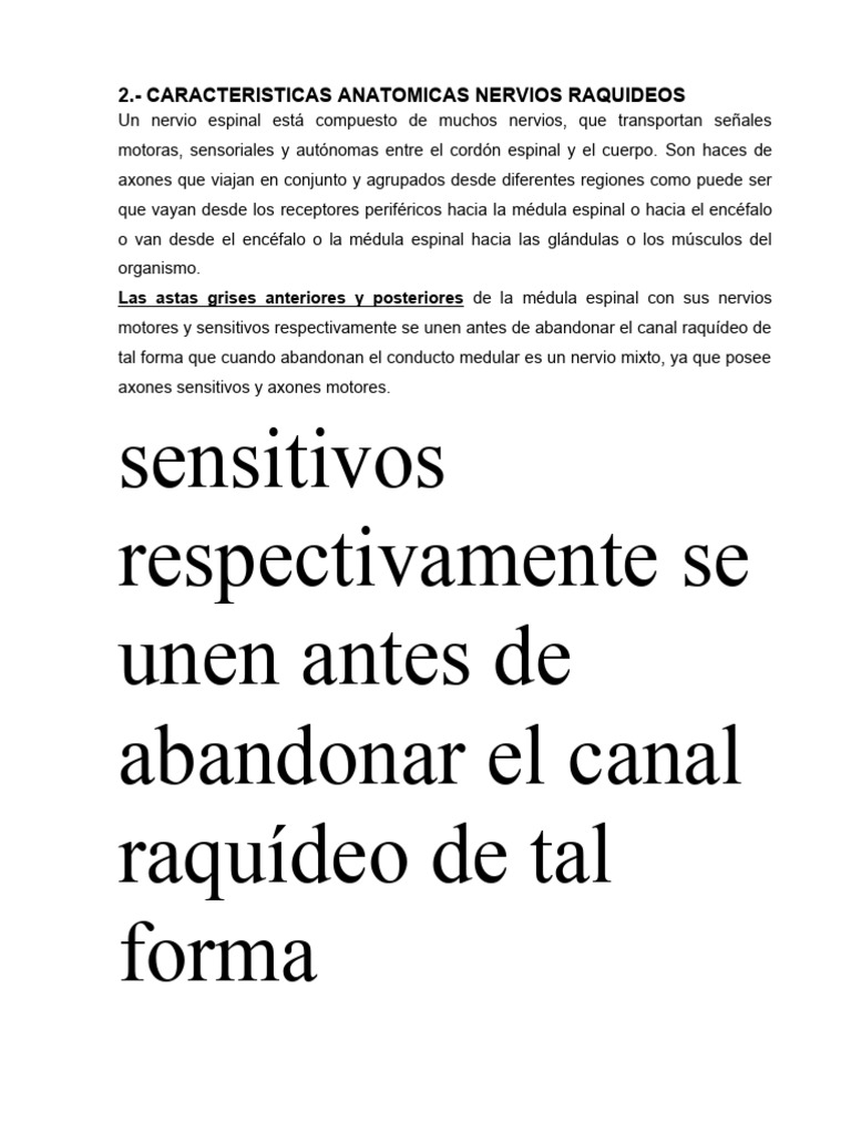 Nervios Raquideos Caracteristicas Anatomicas | Descargar gratis PDF ...