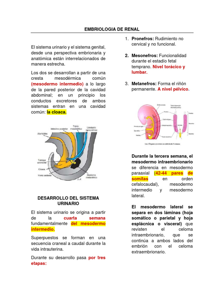 Desarrollo Embrionario Renal | PDF | Riñón | Especialidades Medicas