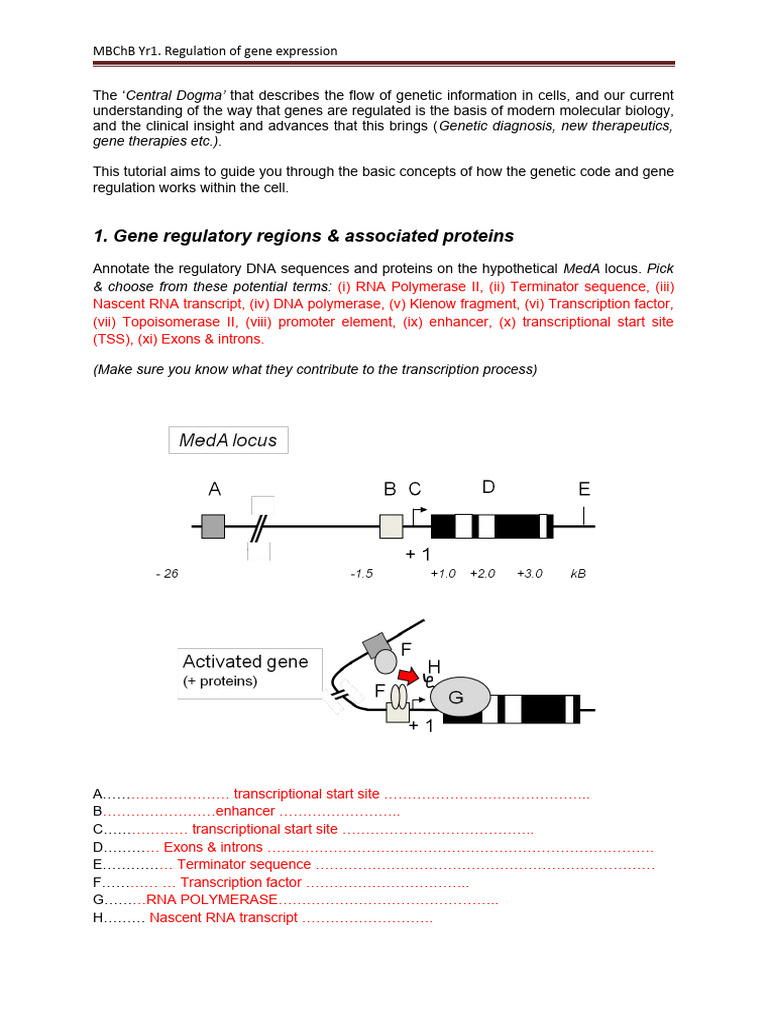 Gene Expression | PDF | Gene | Histone