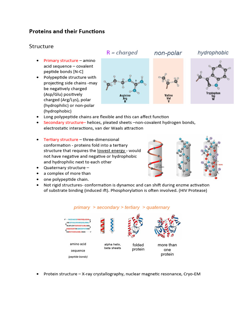 Proteins and Their Functions | PDF | Protein Structure | Proteins