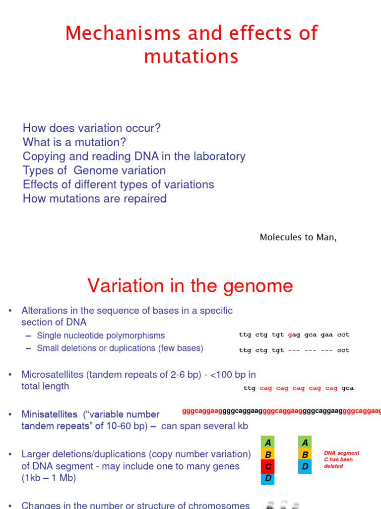 Mechanisms and Effects of Mutations | PDF | Rna Splicing | Dna Repair