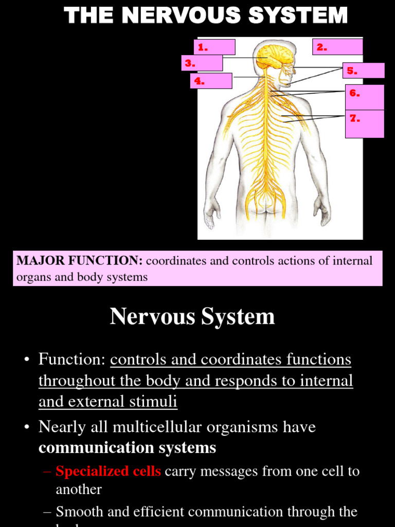 10 Q2 NervousMuscular-Skeletal-Integumentary | PDF | Skeleton | Nervous ...