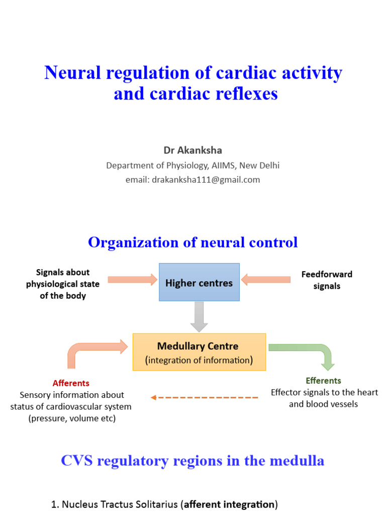 Lecture 8 - Neural Regulation of Cardiac Activity and Cardiac Reflexes ...