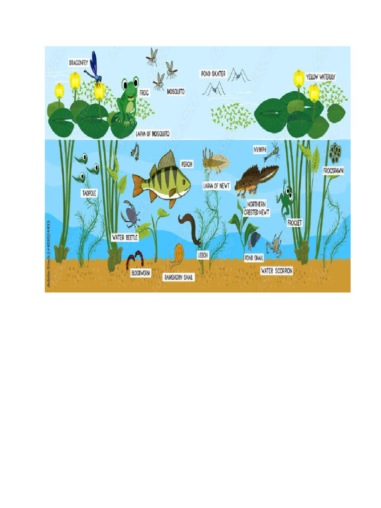 Exploring Pond and Tree Habitats | PDF