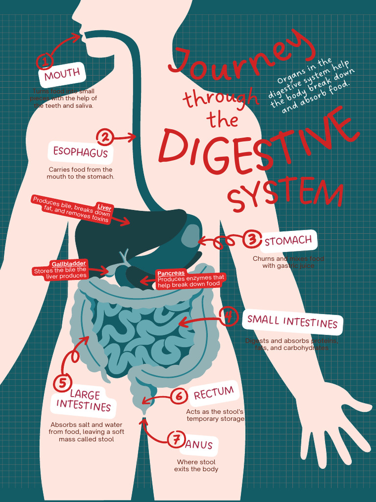 English Literacy Assignment | PDF | Gastrointestinal Tract | Stomach