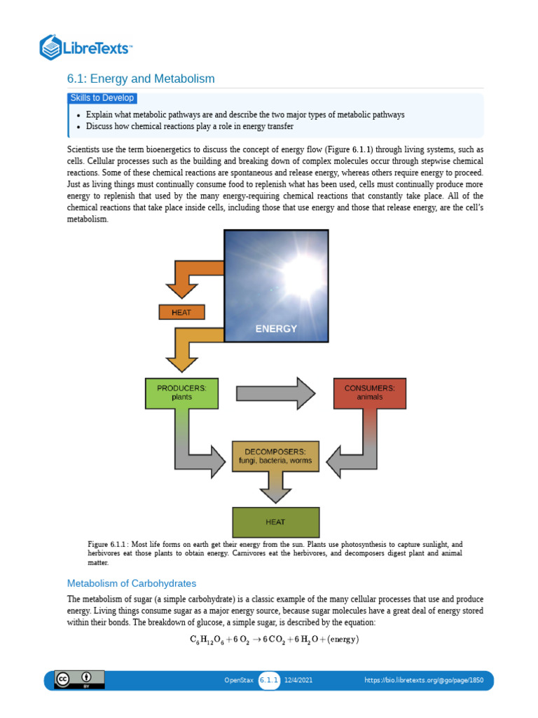 2 Energy and Metabolism | PDF | Metabolic Pathway | Metabolism