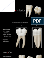 Primer Premolar Inferior | PDF | Ramas de Odontología | Anatomia dental