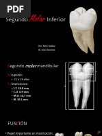 Canino Temporal Superior | PDF | Anatomia dental | Diente