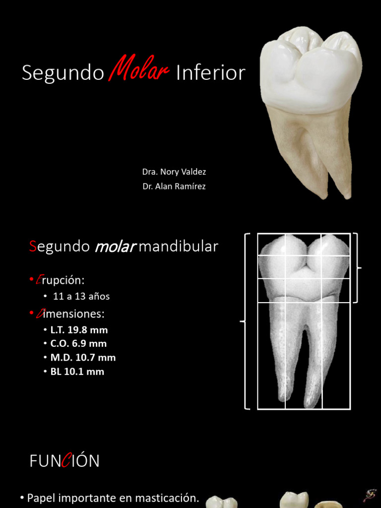 Segundo Molar Inferior | PDF