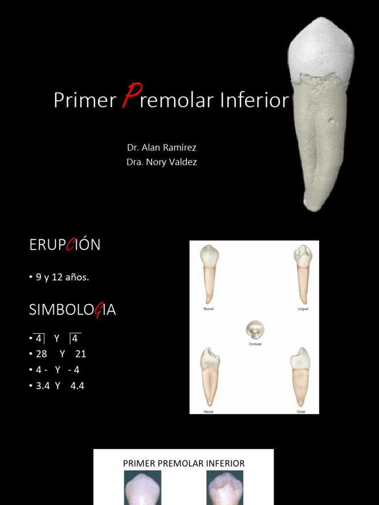 Primer Premolar Inferior | PDF | Odontología | Anatomia dental