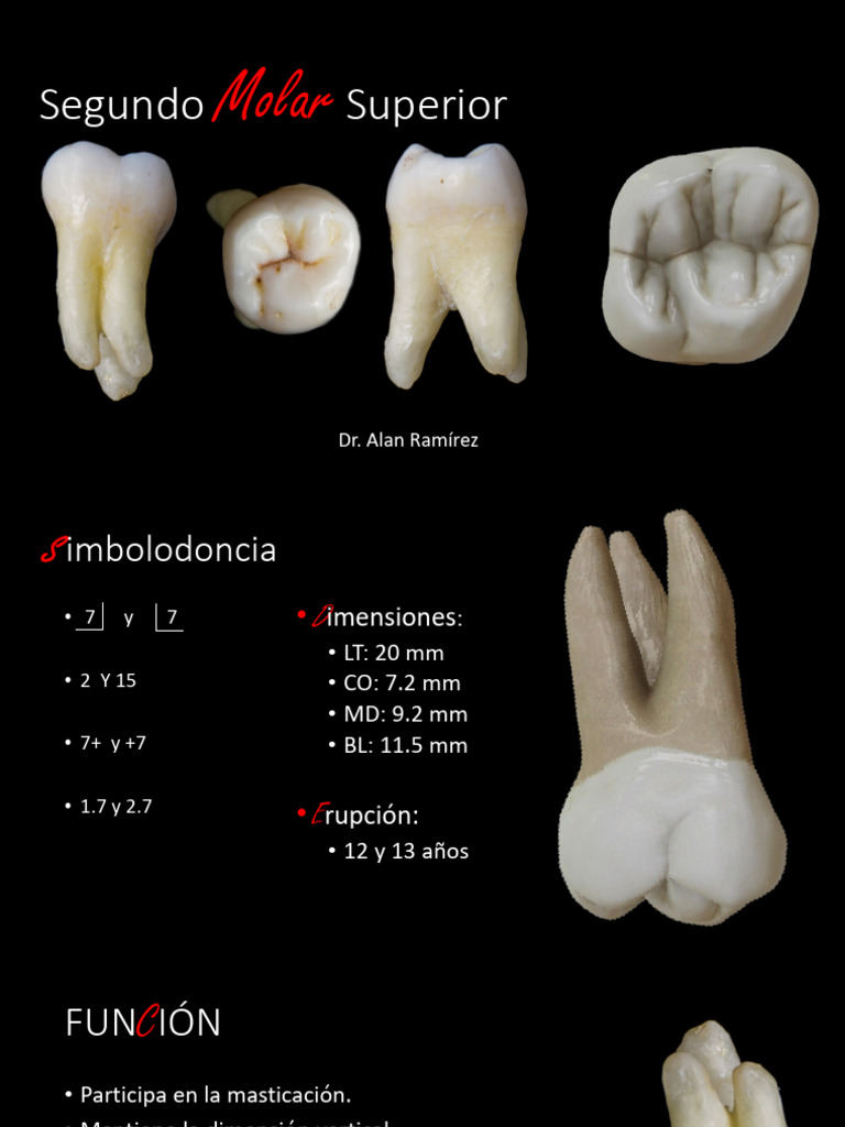 Segundo Molar Superior | PDF