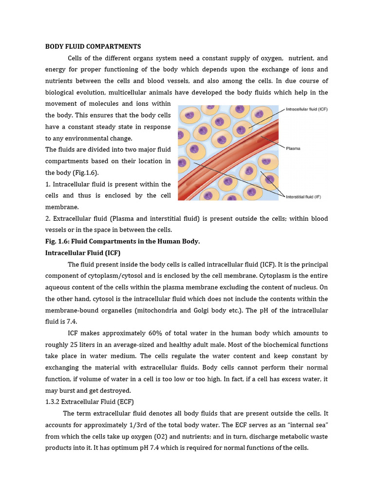 Body Fluid Compartments | PDF | Electrolyte | Anatomy