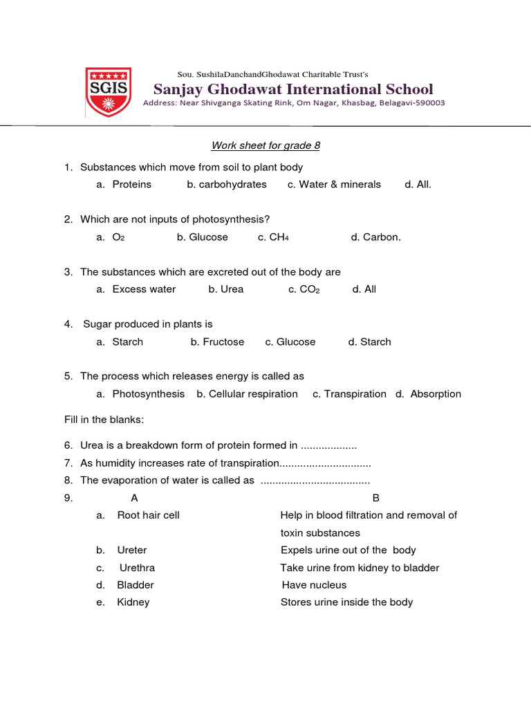 8th Grade Biology: Photosynthesis Worksheet | PDF | Photosynthesis | Urine