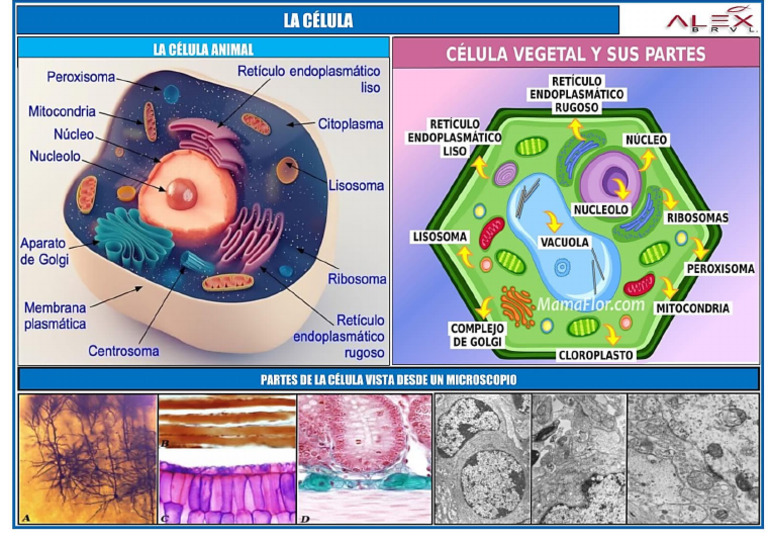 Lamina Celulas Animal y Vegetal | PDF